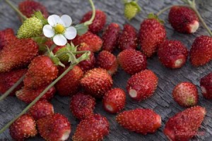 Sagra delle Fragole (Strawberry Festival) in Nemi, June 2-3 and 9-10