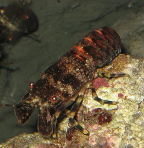 6 delicious types of Shellfish you will not usually find on a ...