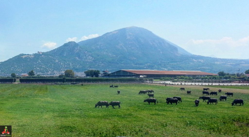 Mozzarella, Sfogliatella, Tazzulella: three Neapolitan classics beyond ...
