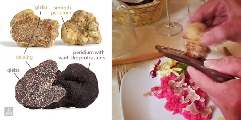 Popular Foods of Italy: 40 iconic Italian dishes and must-try Italian foods